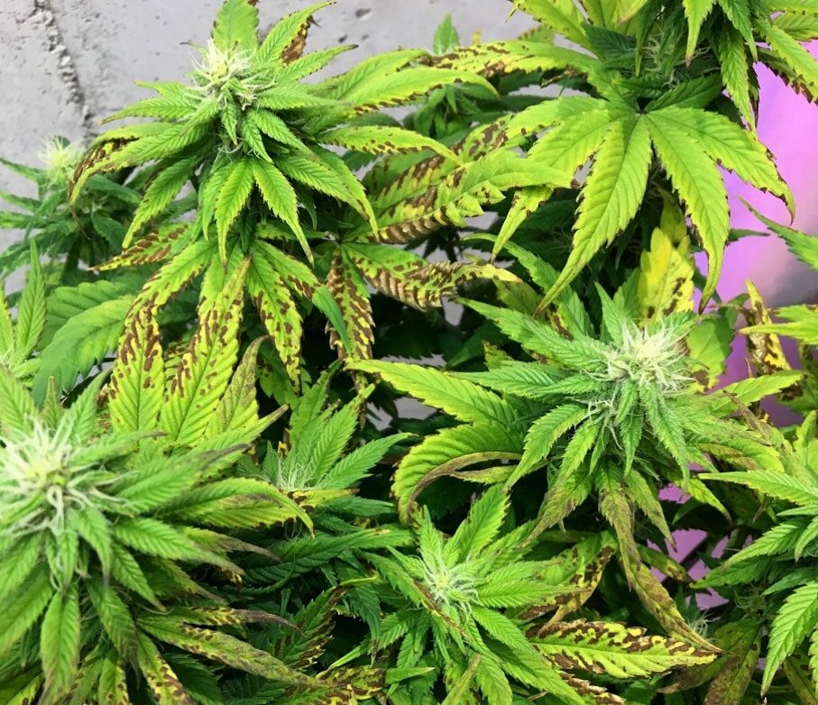 cannabis-led-light-burn-brown-spots-leaves - anandamide.green